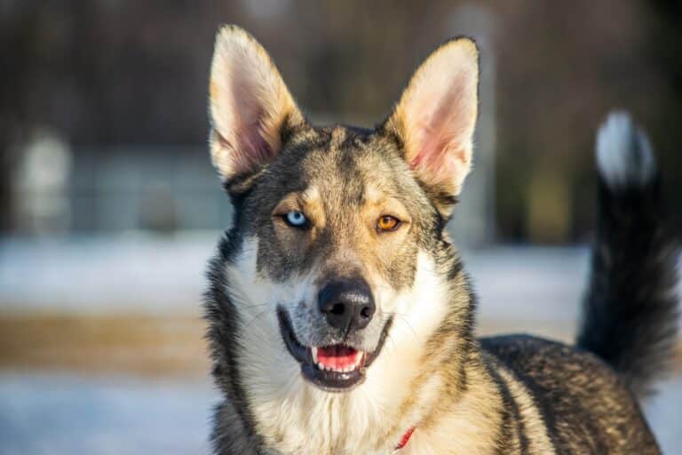 Heterochromia in Dogs: Different Colored Eyes Explained – Dogster