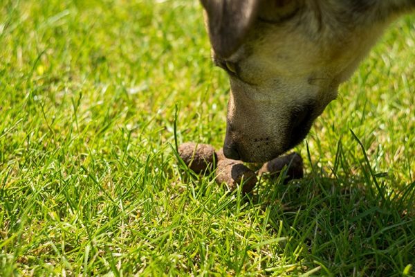Giardia in Dogs: Care, Causes & Treatment (Vet Answer) – Dogster