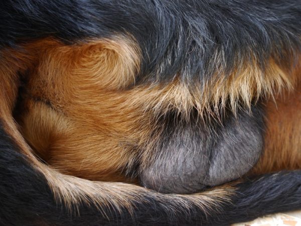 Do Neutered Dogs Have Testicles? Vet-Approved Facts & FAQ – Dogster