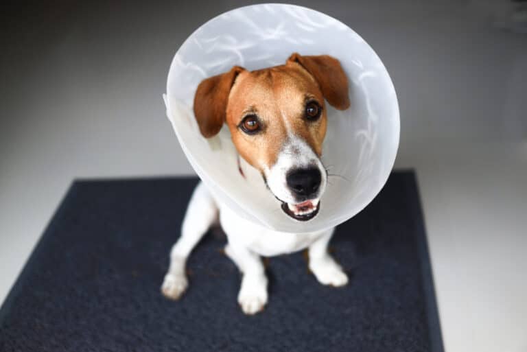 Do Neutered Dogs Have Testicles? Vet-Verified Facts & FAQ – Dogster
