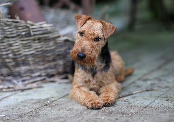 Types of Terrier Dogs: An Overview (With Pictures) – Dogster