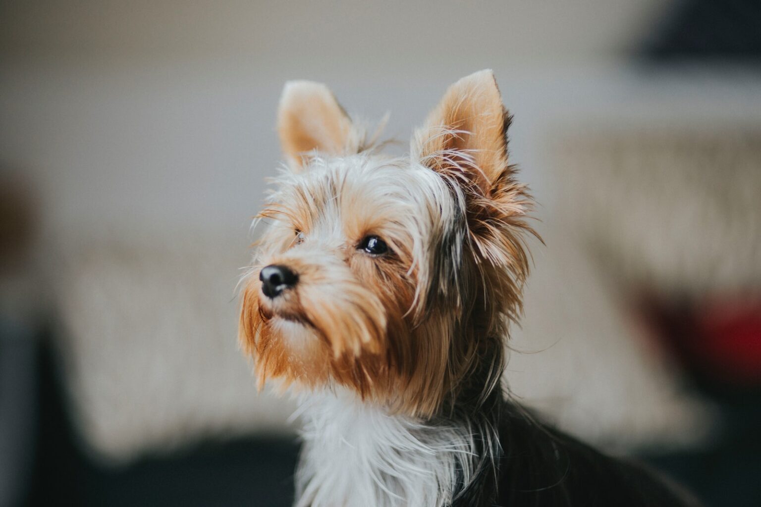 Yorkshire Terrier Dog Breed: Info, Pictures, Care & Traits – Dogster