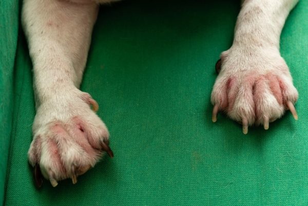 Frito Feet: Why Your Dog’s Paws Smell Like Corn Chips – Dogster