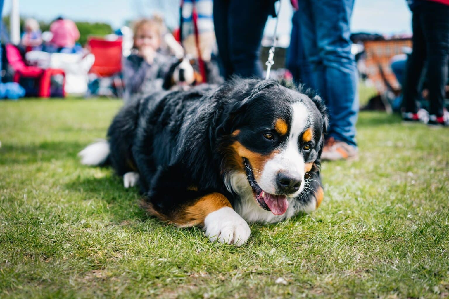 Bernese Mountain Dog Breed: Info, Pictures, Care & Traits – Dogster