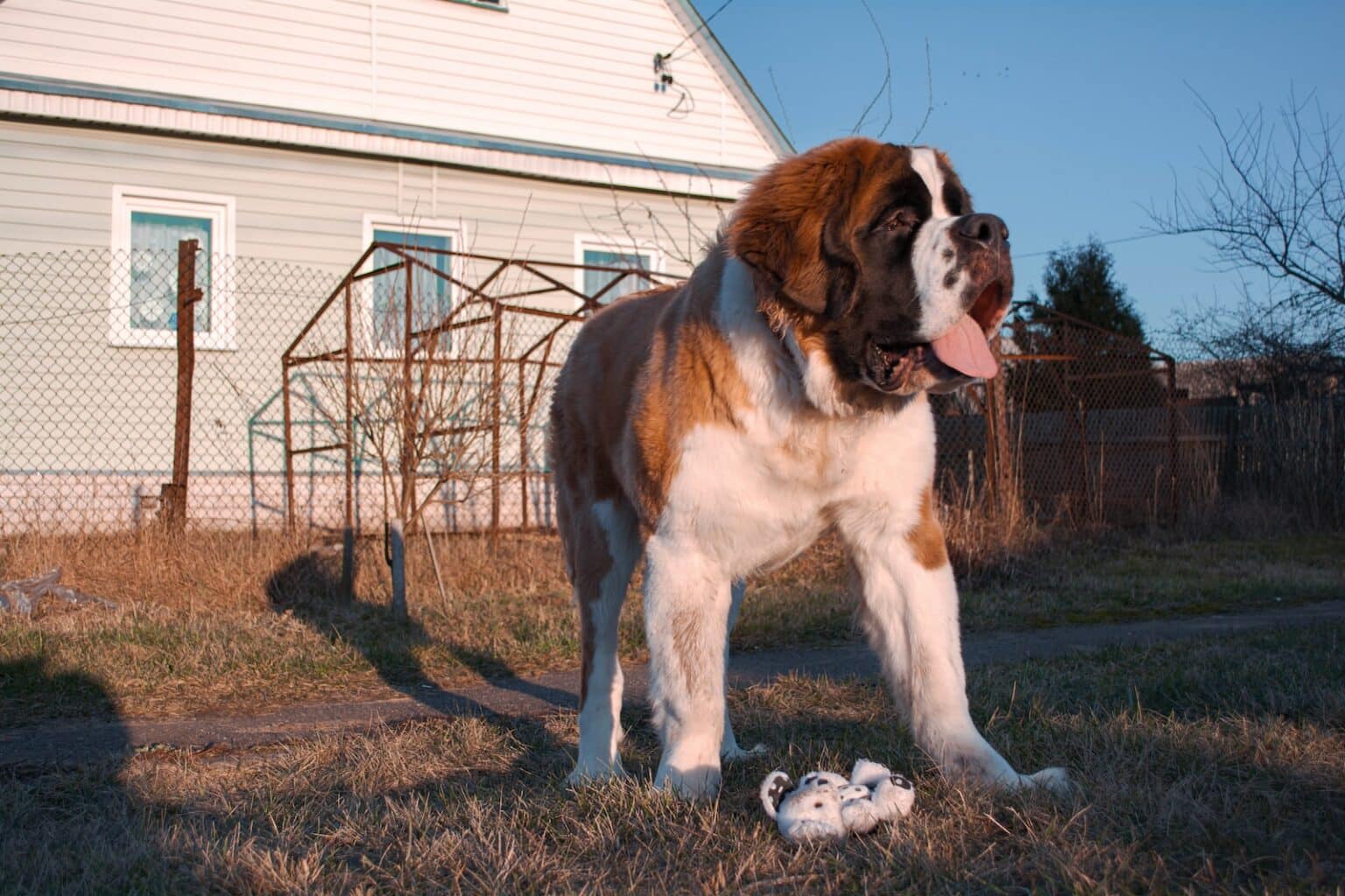 Saint Bernard Dog Breed: Info, Pictures, Facts & Traits – Dogster