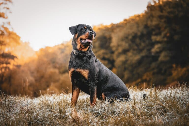 Rottweiler Dog Breed: Info, Pictures, Care & Traits – Dogster