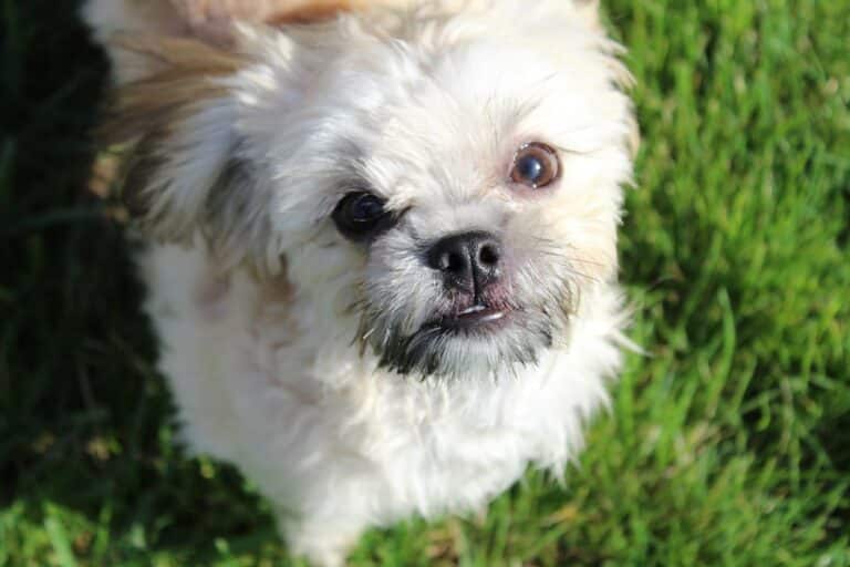 Mi-Ki Dog Breed: Info, Pictures, Care Guide & More – Dogster