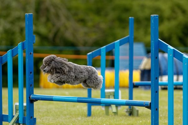 Miniature Poodle Dog Breed: Info, Pictures, Care, Traits & More – Dogster