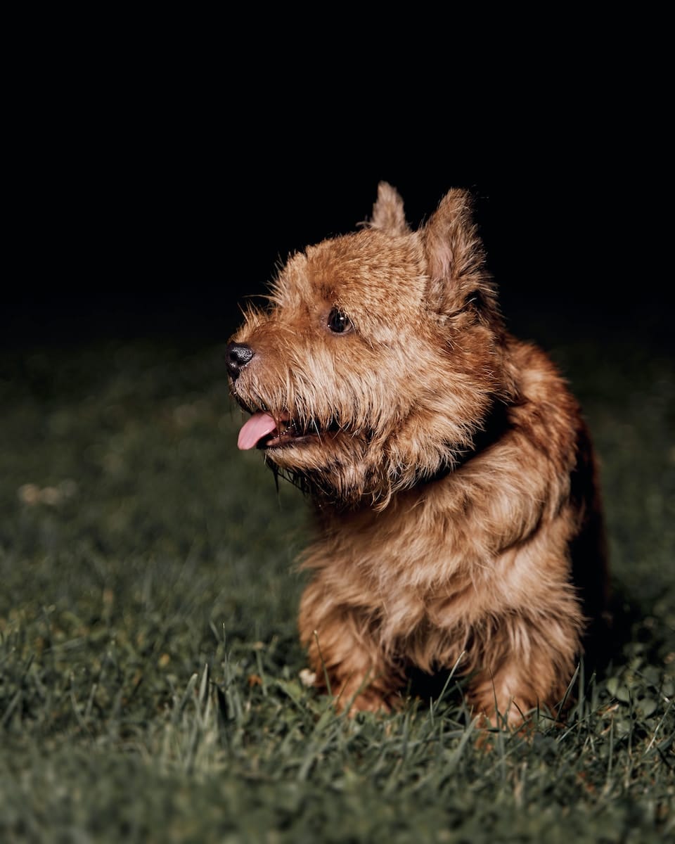 Norwich Terrier Dog Breed Info, Pictures, Facts, & Traits – Dogster