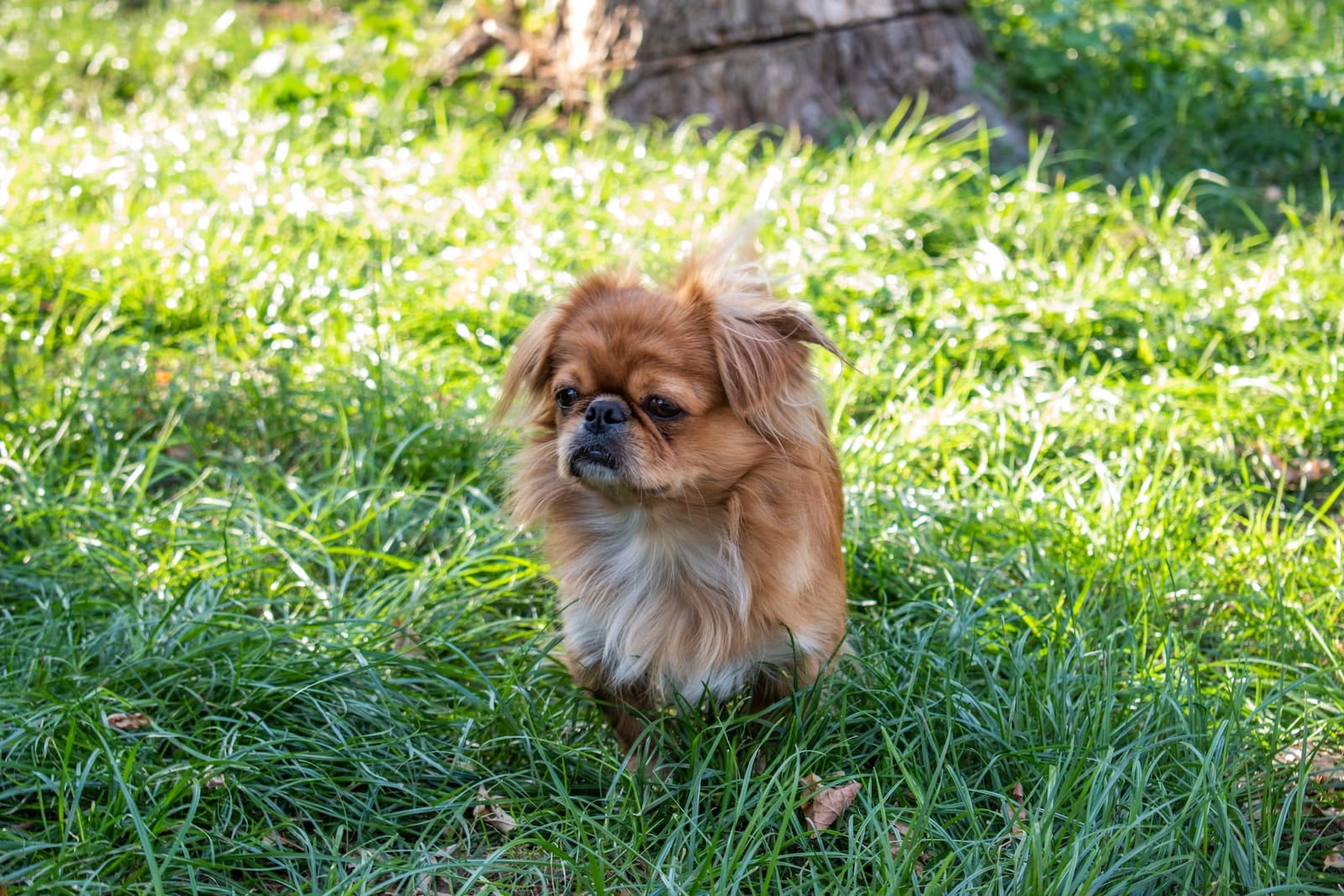 Tibetan Spaniel Dog Breed Info, Pictures, Facts, & Traits – Dogster