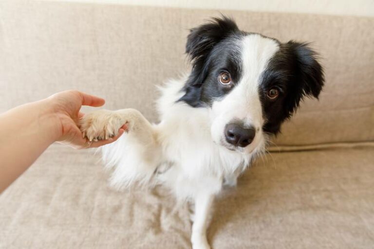 How to Teach a Dog Tricks: Our Vet-Approved Step-by-Step Guide – Dogster