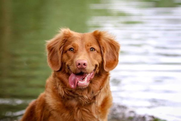 Adopting a Dog on Craigslist? Watch For These 10 Red Flags (Vet ...