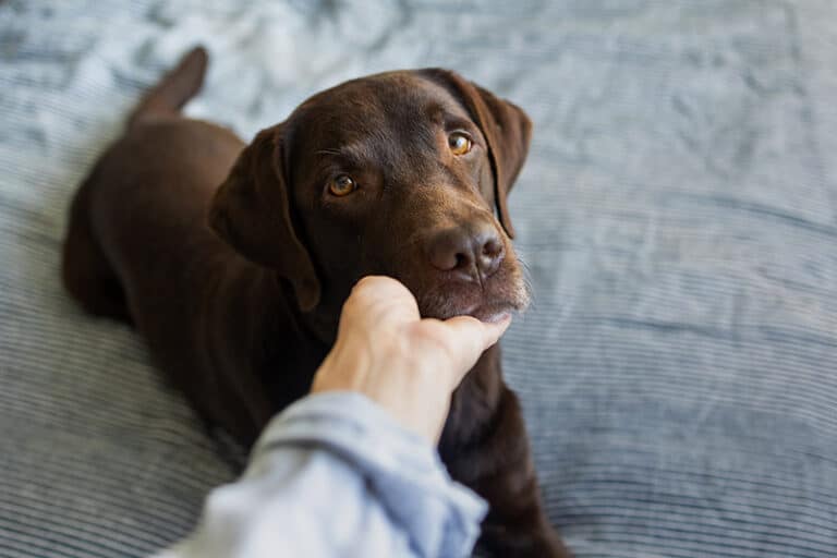 How to Train a Skittish Dog: 13 Vet-Approved Tips & Tricks – Dogster