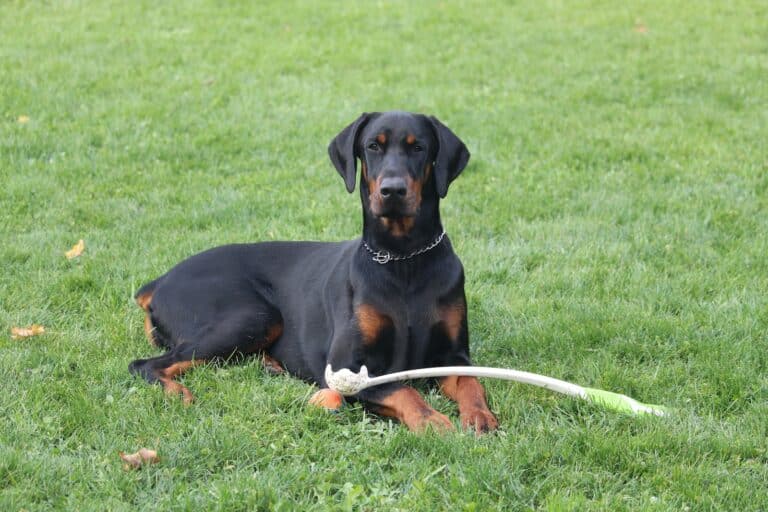 Doberman Pinscher Dog Breed: Info, Pictures, Care & More – Dogster
