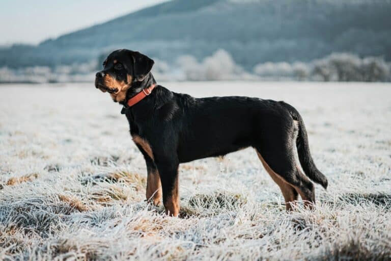 Rottweiler Dog Breed: Info, Pictures, Care & Traits – Dogster