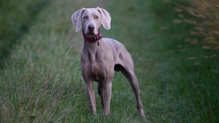 15 Most Energetic Dog Breeds: With Info & Pictures – Dogster