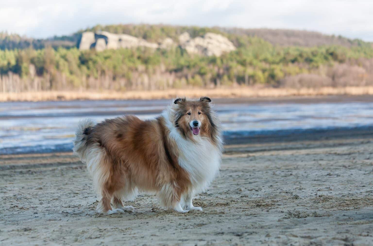 Collie: Info, Pictures, Facts, & Traits – Dogster