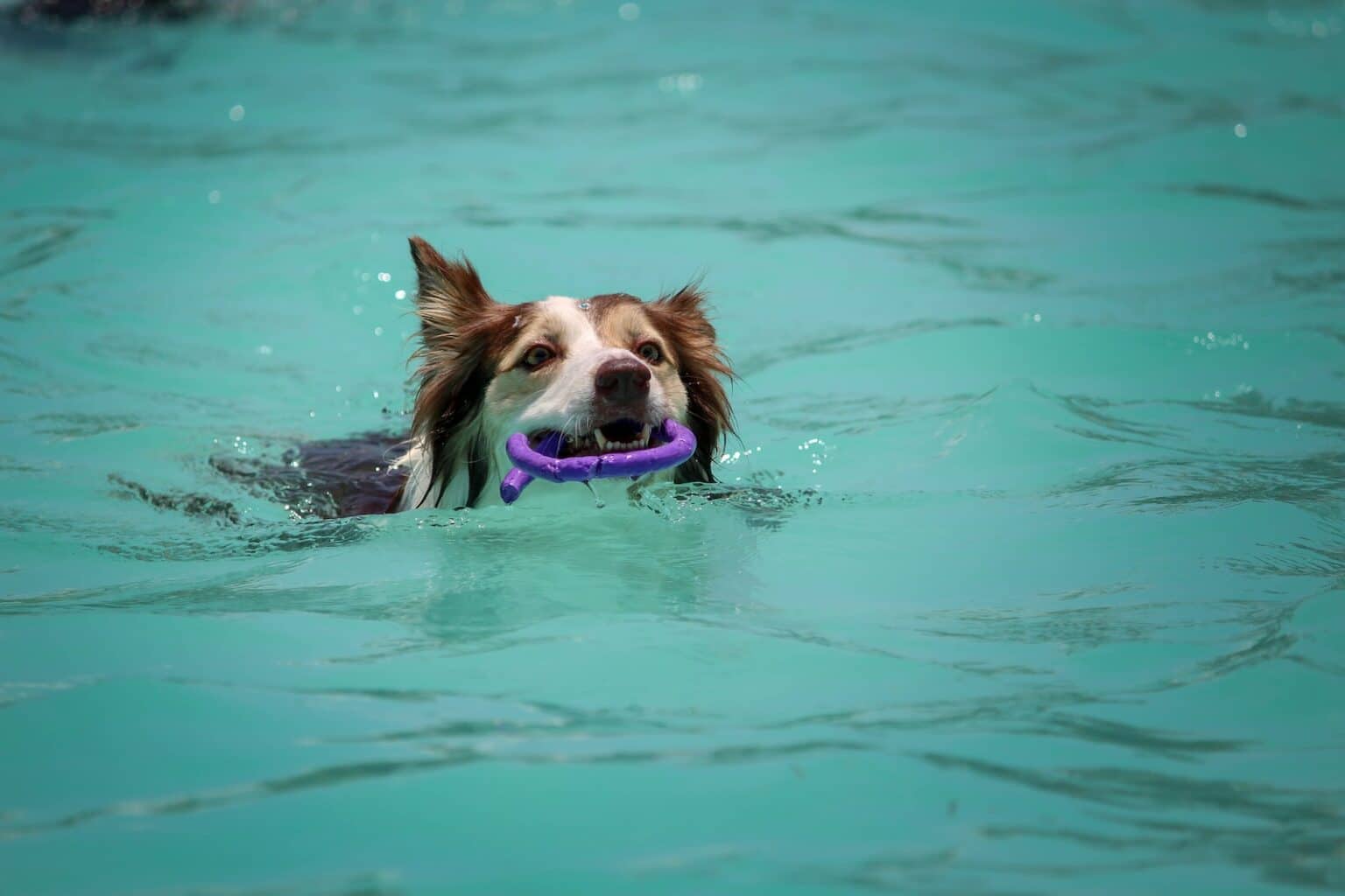 Dog Swimming Lessons: 11 Tips for Teaching Your Pup to Swim Safely