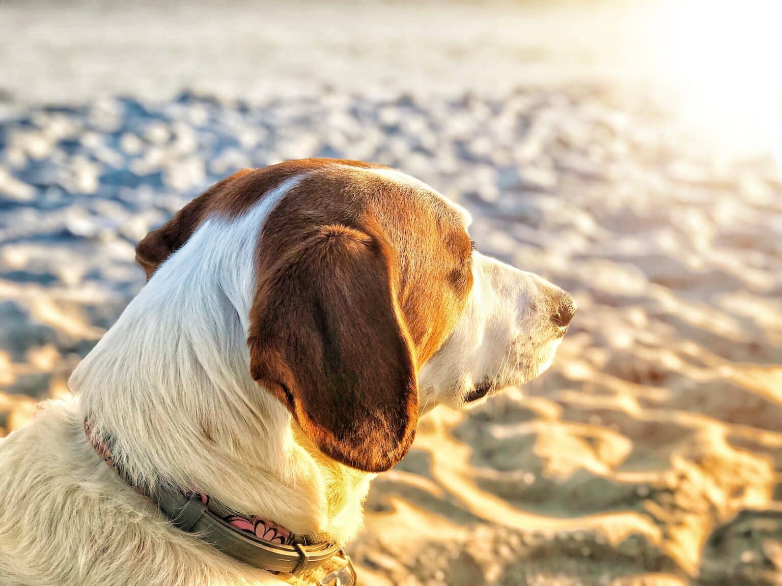 Is It Dangerous for Dogs to Burrow in Sand? Vet-Reviewed Safety Guide ...