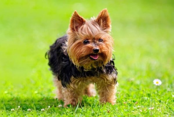 Yorkshire Terrier Dog Breed: Info, Pictures, Care & Traits – Dogster