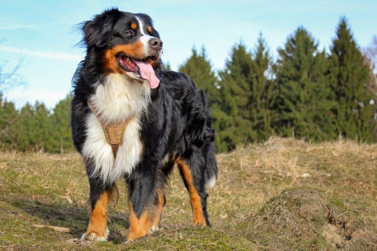 20 Biggest Dog Breeds Info Pictures Height Weight Dogster