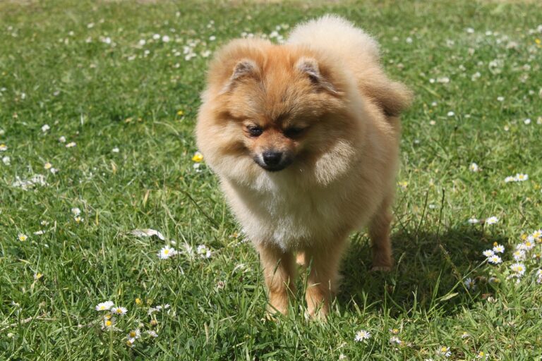 Miniature Spitz Dog Breed: Info, Pictures, Traits & Care Guide – Dogster