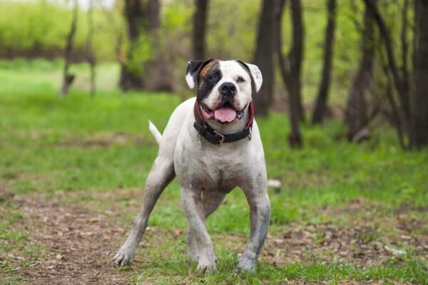 21 American Dog Breeds: Info, Pictures & Origin – Dogster