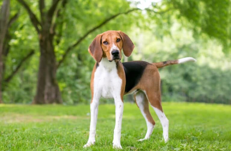 American Foxhound Dog Breed: Info, Pictures, Facts, Traits & More – Dogster