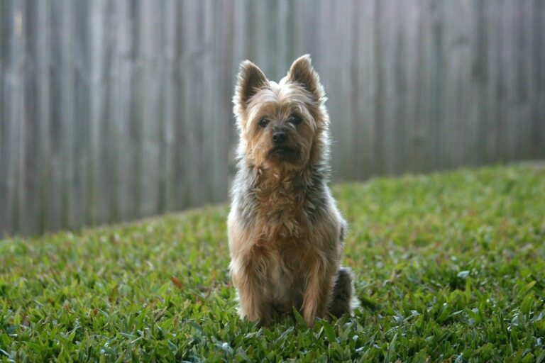 Silky Terrier Dog: Breed Info, Pictures, Traits & Care Guides – Dogster