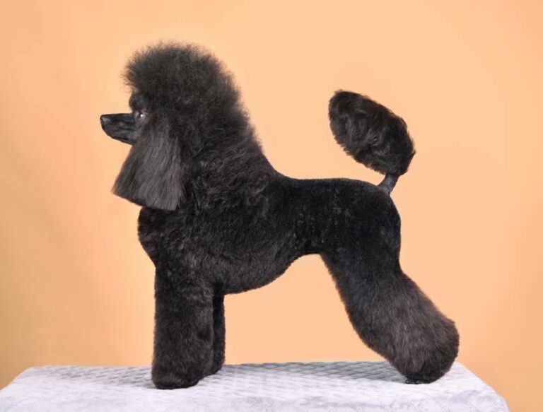 Poodle Grooming Styles: 7 Popular Poodle Cuts – Dogster