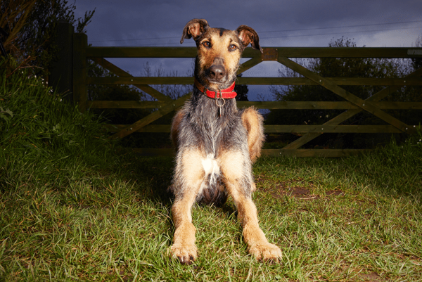Lurcher Dog: Breed Info, Pictures, Care & Traits – Dogster