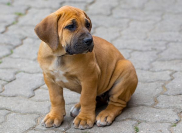 Boerboel Dog Breed: Info, Pictures, Care & Traits – Dogster