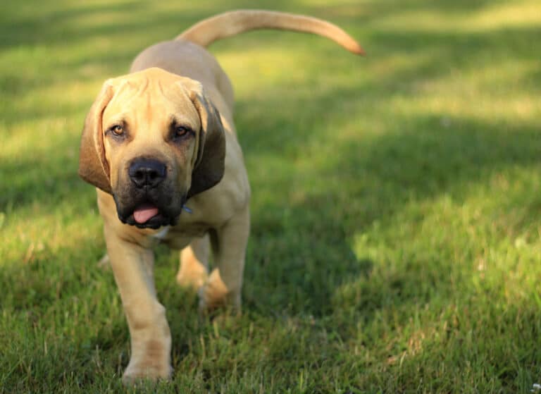 How to Train a Boerboel: 14 Vet-Approved Tips – Dogster