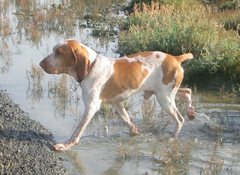 Bracco Italiano: Dog Breed Info, Pictures, Traits & Care – Dogster