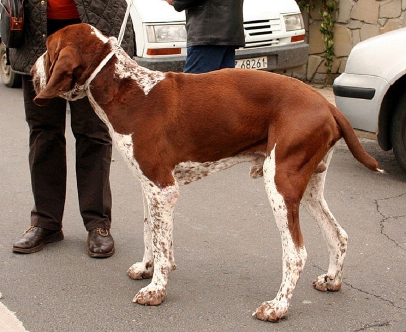 Bracco Italiano: Dog Breed Info, Pictures, Traits & Care – Dogster