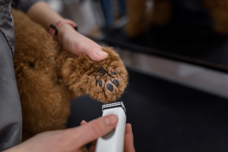 Dog Paw Anatomy: Vet-Approved Facts & Shape Explanation – Dogster