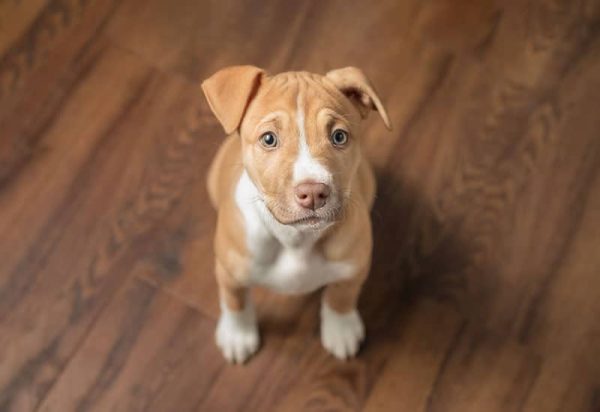 4-Month-Old Puppy: What to Expect (Vet-Approved Guide) – Dogster