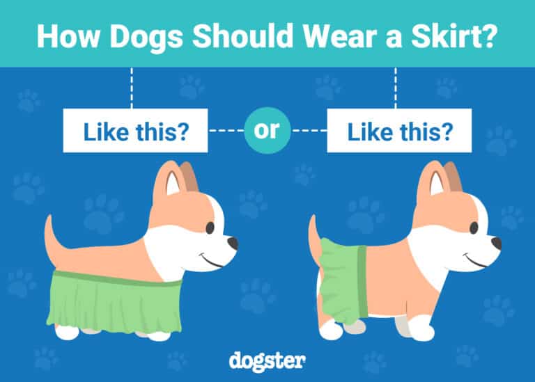 How Many Legs Does a Dog Have? Canine Anatomy Explained – Dogster