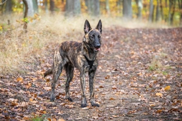 17 Brindle Dog Breeds: Pictures, Facts & History – Dogster