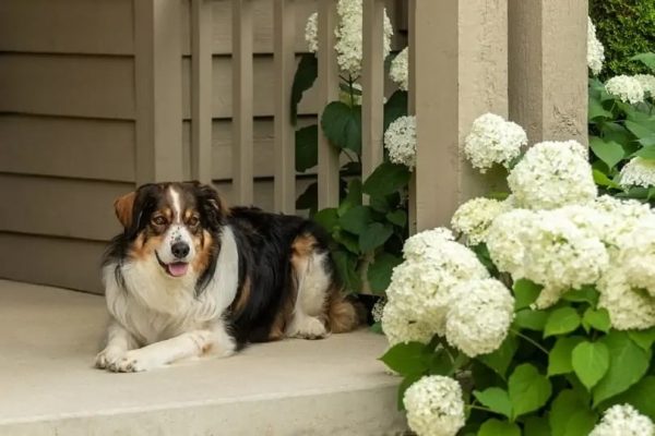 English Shepherd Dog Breed: Info, Pictures, Facts, Traits & History ...