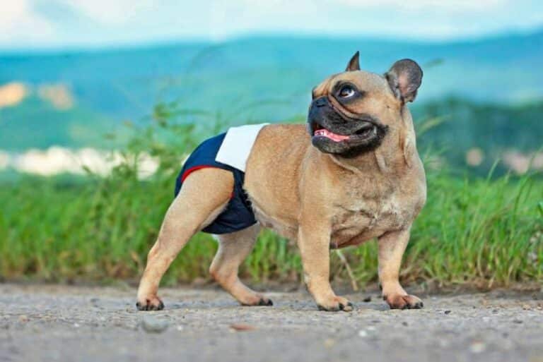 Do Dogs Get Periods? Vet-Approved Canine Heat Explained – Dogster