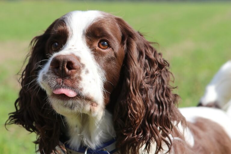 French Spaniel Dog Breed: Info, Pictures, Traits & More – Dogster