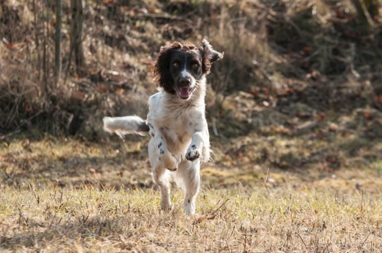 French Spaniel Dog Breed: Info, Pictures, Traits & More – Dogster
