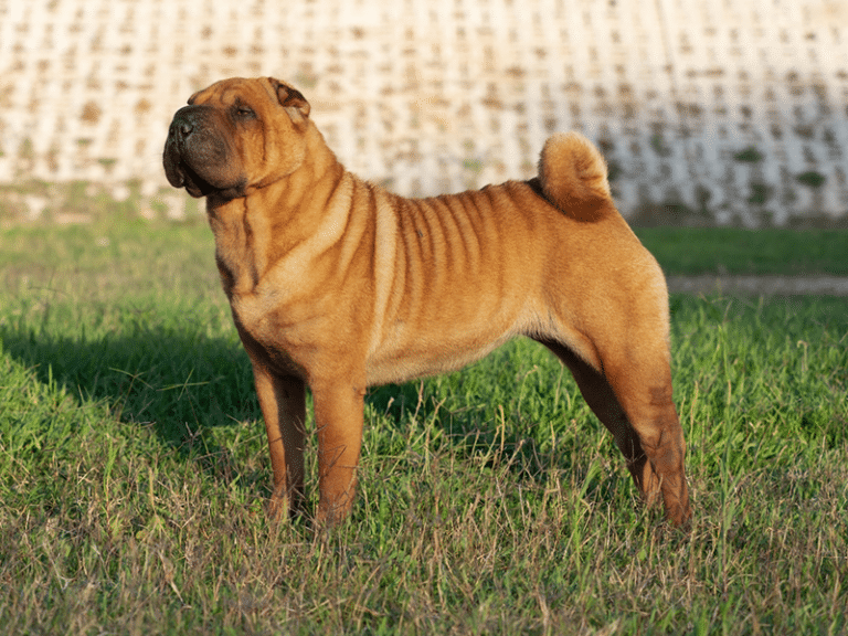 15 Ancient Dog Breeds: With Info & Pictures – Dogster