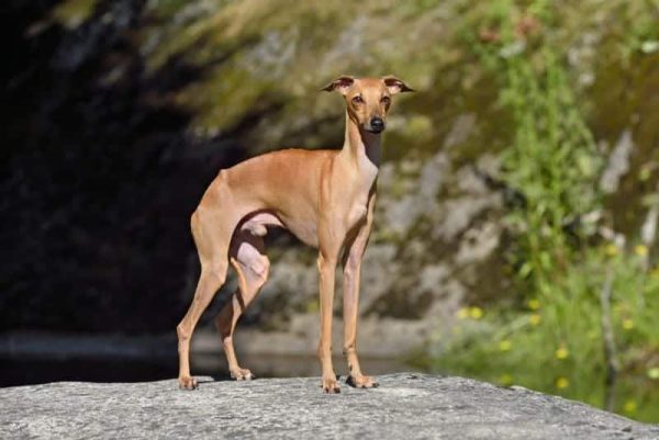 Greyhound Dog: Breed Info, Pictures, Traits & Care – Dogster