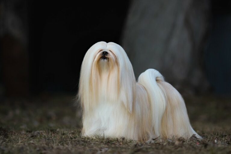 Lhasa Apso Dog Breed: Info, Pictures, History & More – Dogster