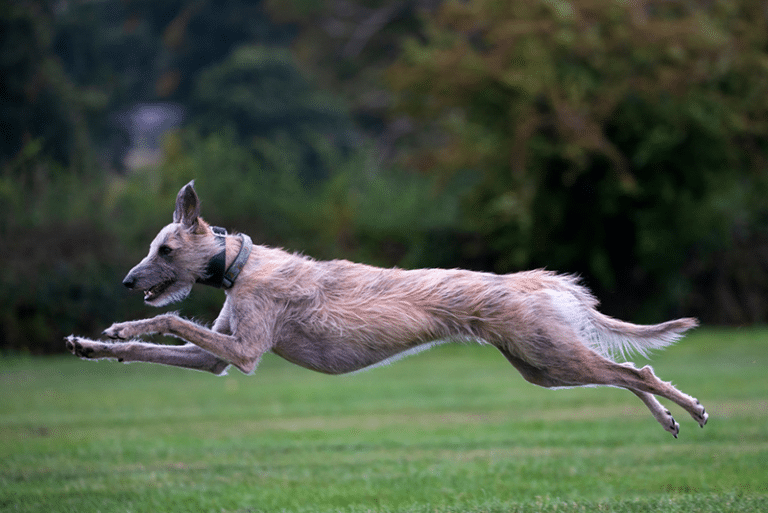 Lurcher Dog: Breed Info, Pictures, Care & Traits – Dogster