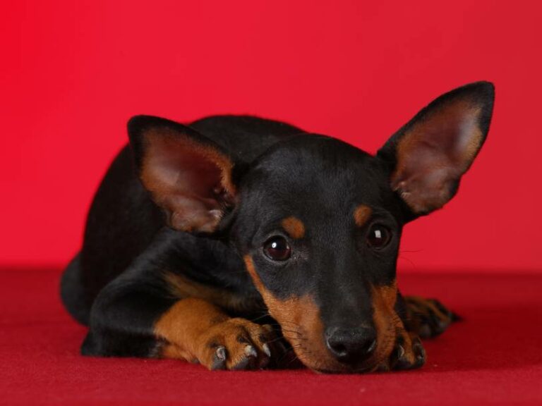 Manchester Toy Terrier: Breed Info, Pictures, Traits, & Care – Dogster