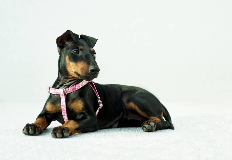 Manchester Toy Terrier: Breed Info, Pictures, Traits, & Care – Dogster
