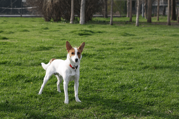 Miniature Fox Terrier: Dog Breed Info, Pictures, Traits & Care – Dogster
